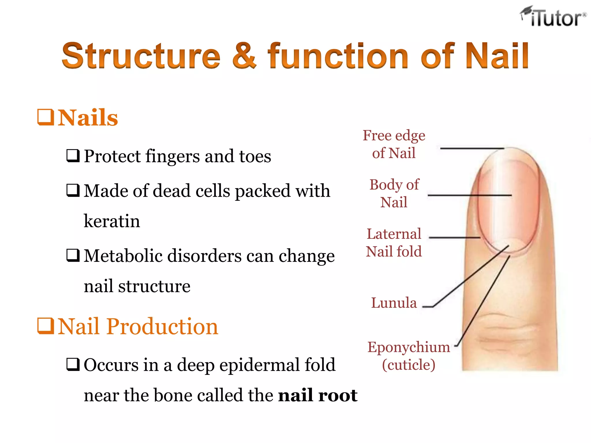 The integumentary system | PPTX