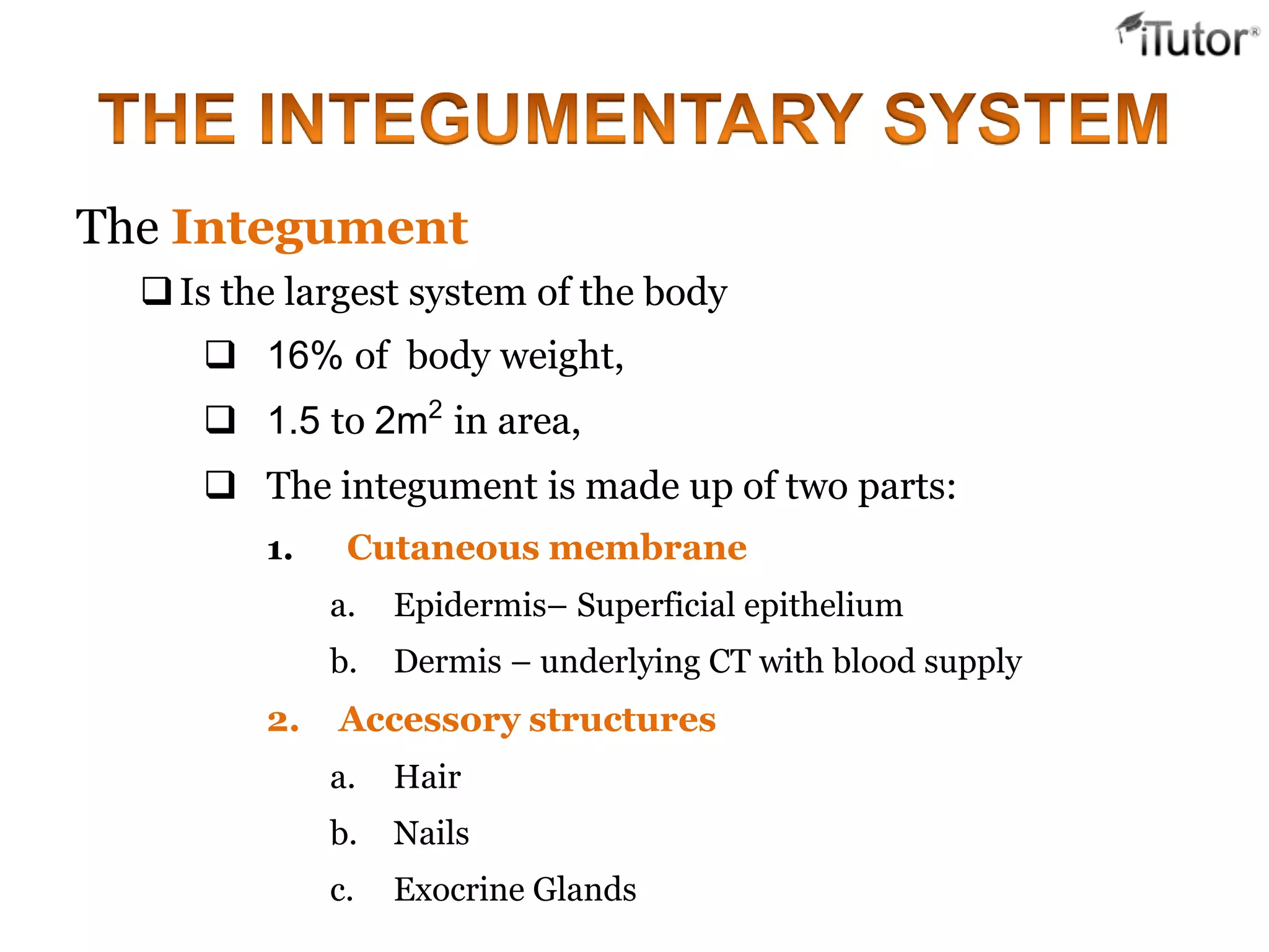The integumentary system | PPTX