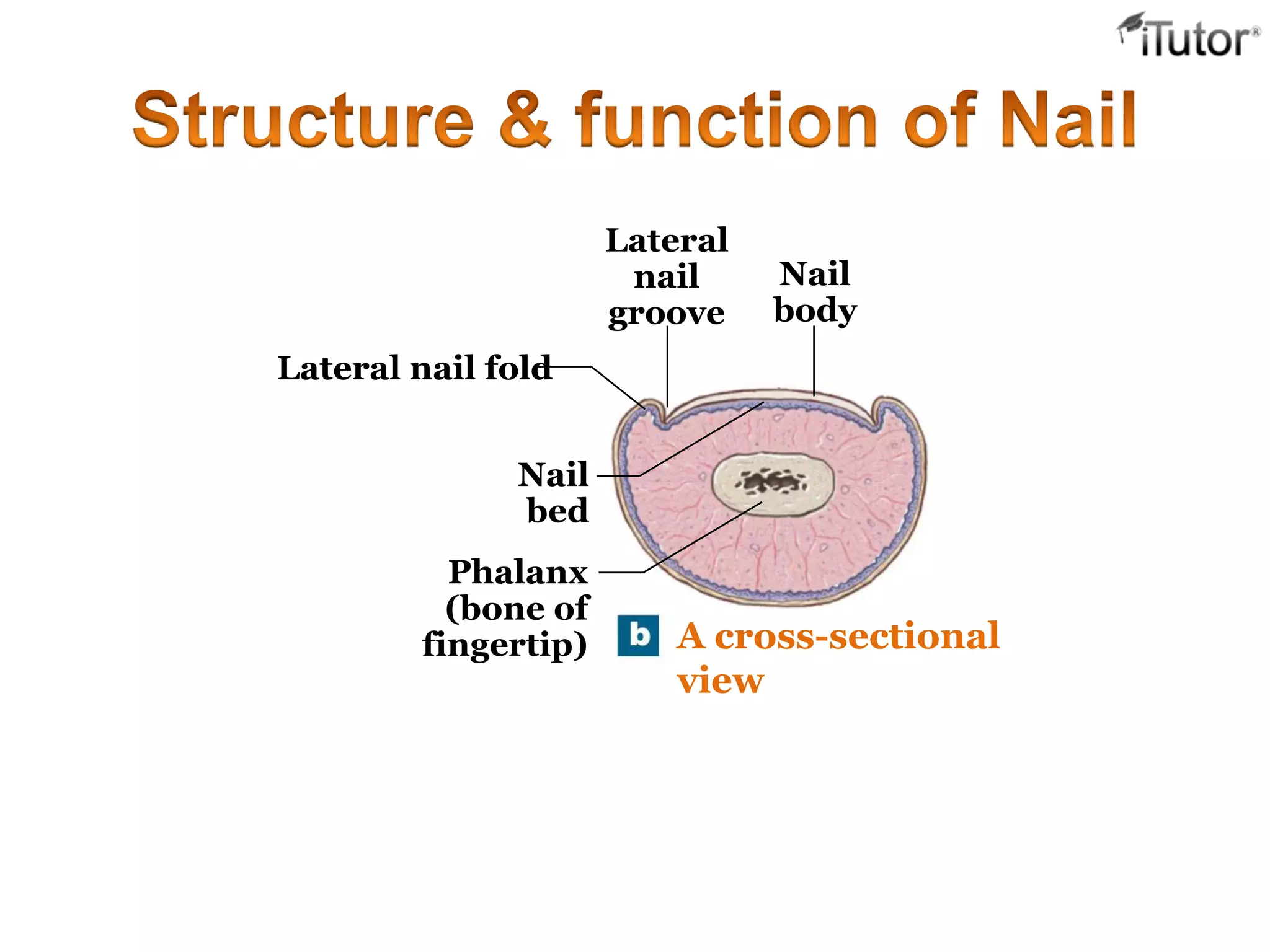The integumentary system | PPTX