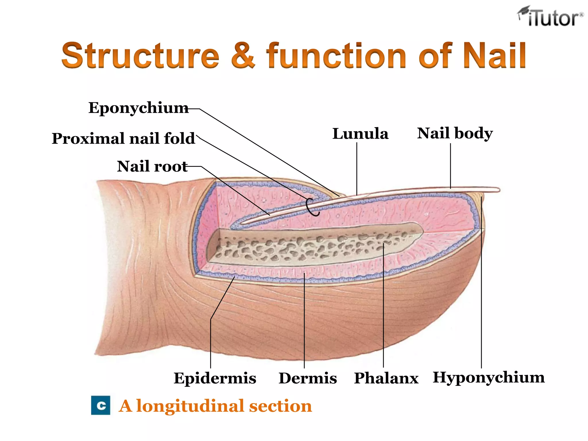 The integumentary system | PPTX