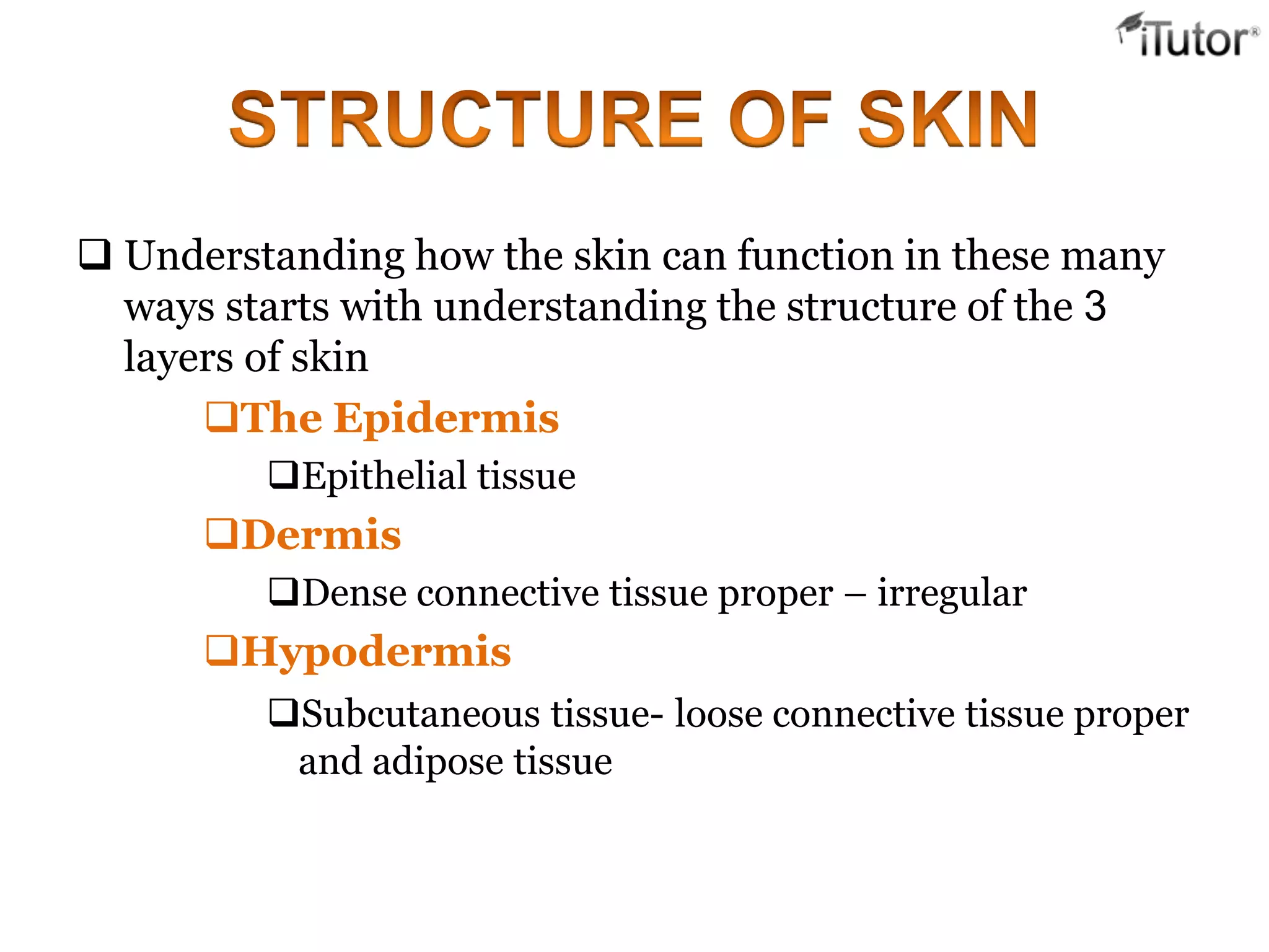 The integumentary system | PPTX