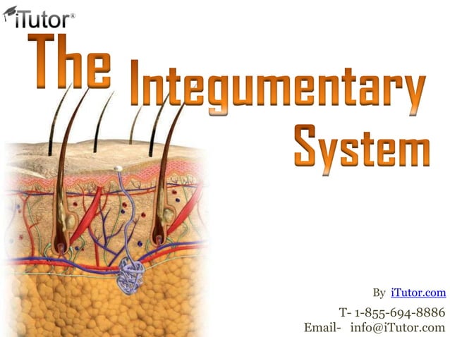 The integumentary system | PPTX | Skin and Dermatology | Diseases and ...