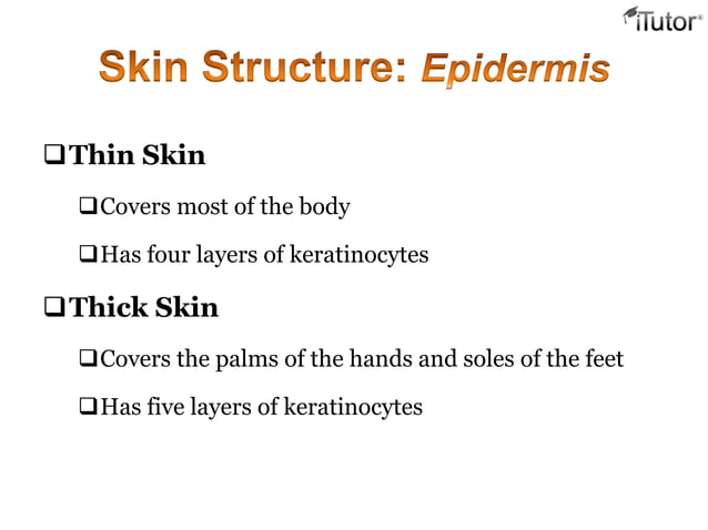 The integumentary system | PPTX | Skin and Dermatology | Diseases and ...