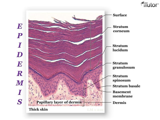 The integumentary system | PPTX | Skin and Dermatology | Diseases and ...