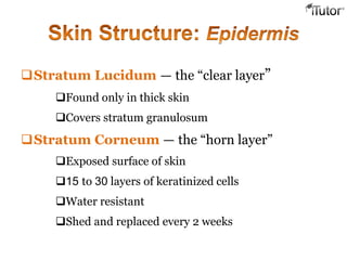 The integumentary system | PPTX