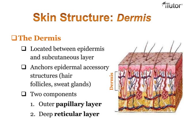 The integumentary system | PPTX | Skin and Dermatology | Diseases and ...