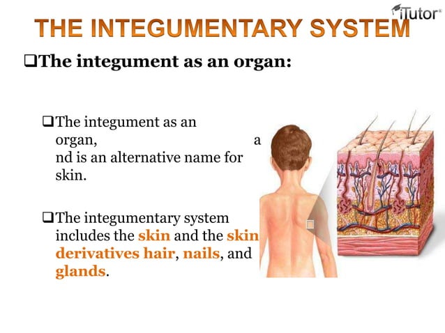 The integumentary system | PPTX | Skin and Dermatology | Diseases and ...