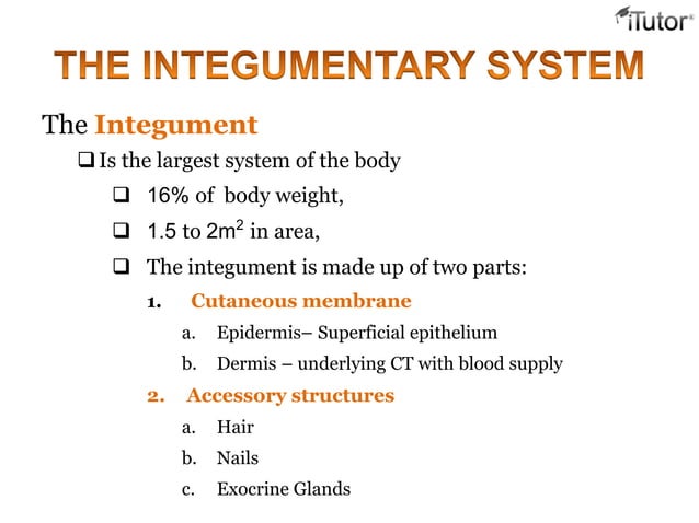 The integumentary system | PPTX | Skin and Dermatology | Diseases and ...