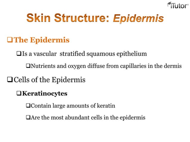 The integumentary system | PPTX | Skin and Dermatology | Diseases and ...