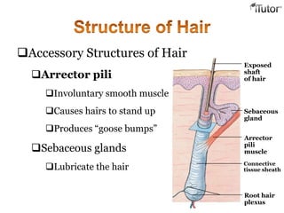 Root Hair Plexus