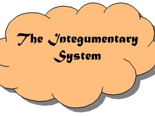 Integumentary System Clipart