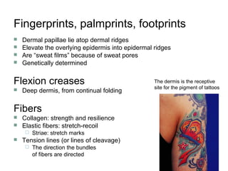 The integumentary system | PPT