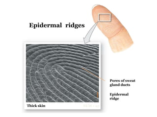 The integumentary system | PPTX