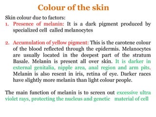 The integumentary system | PPTX