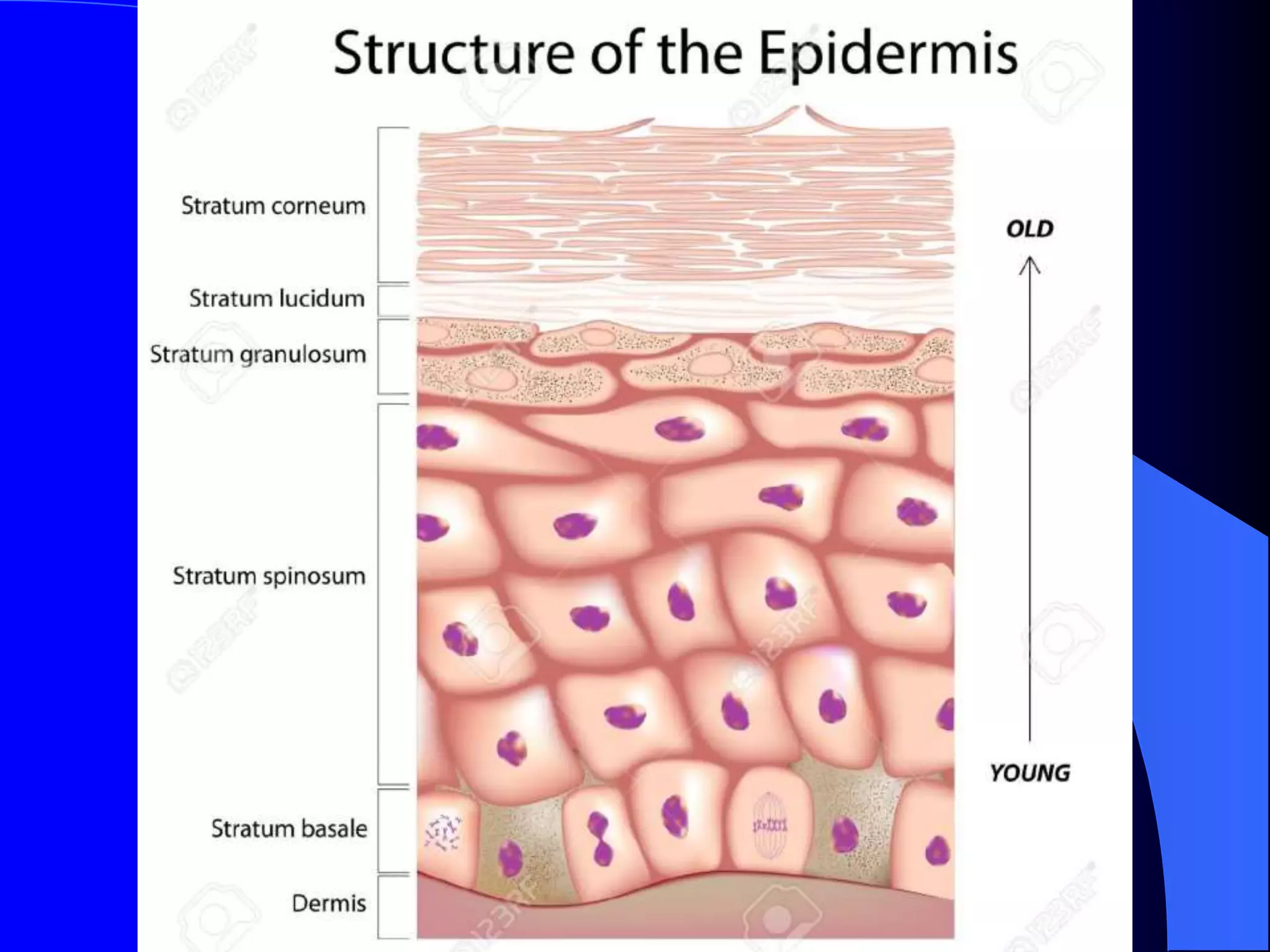The Integumentary System.ppt