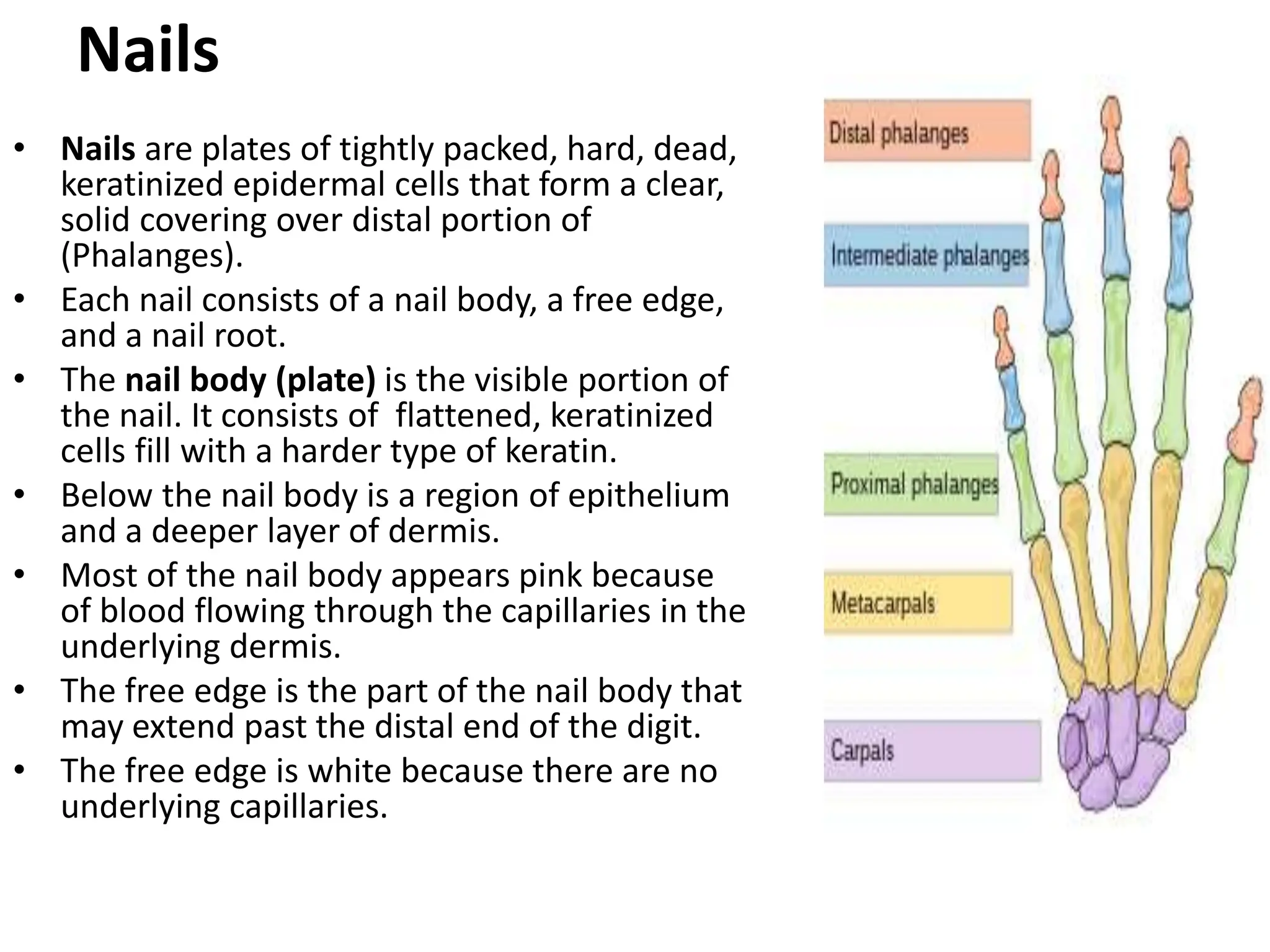 THE INTEGUMENTARY SYSTEM.pptx