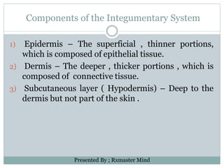 The Integumentary System.pdf