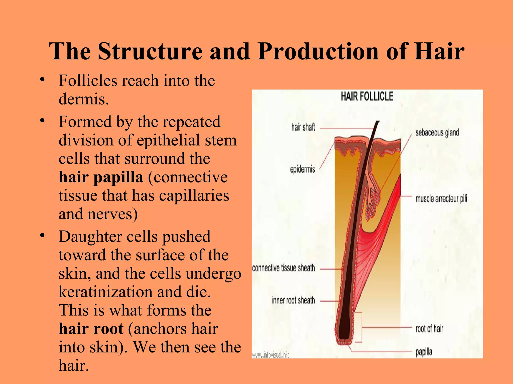 The Integumentary System Bethany, Susan | PPT