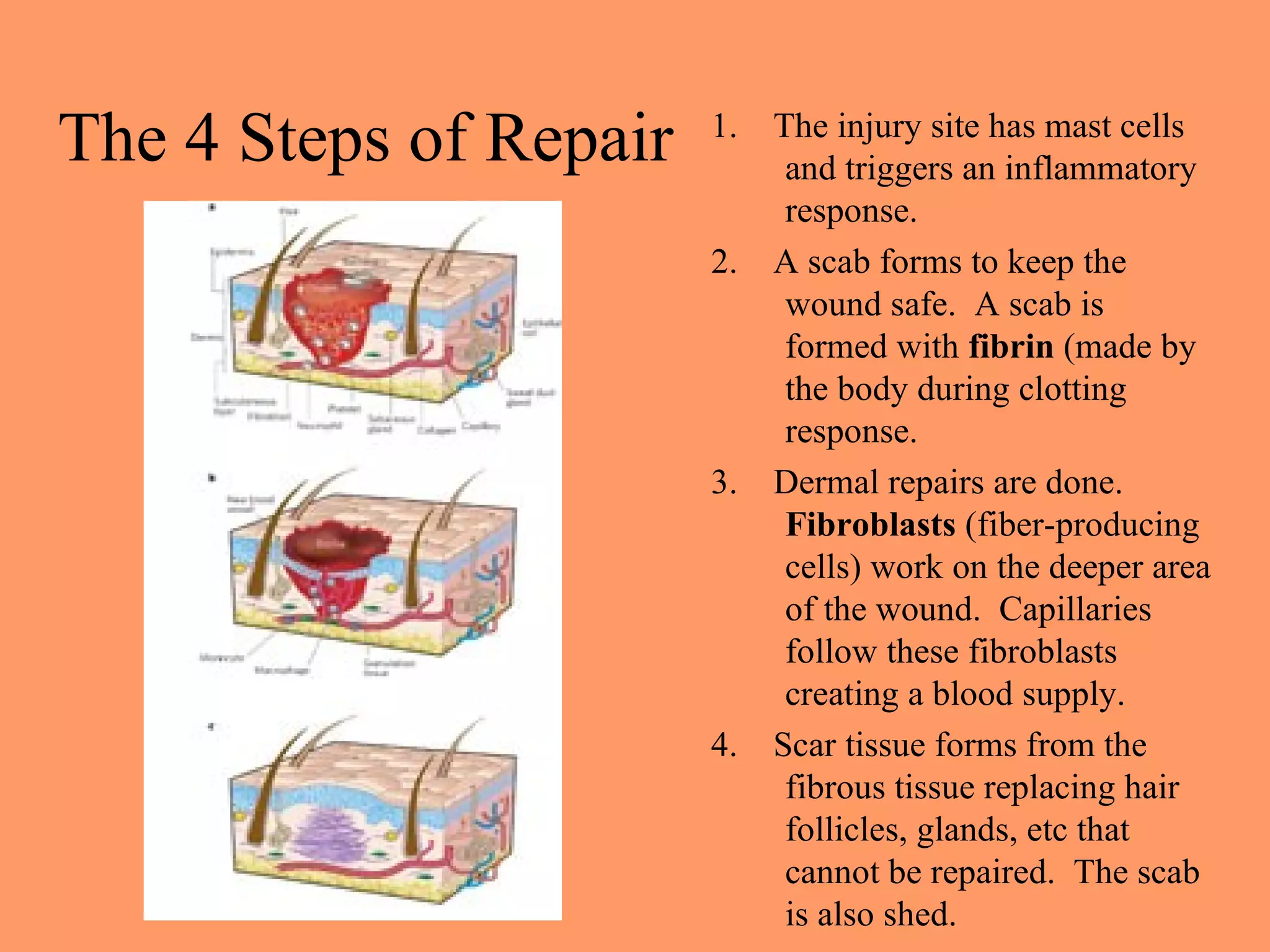 The Integumentary System Bethany, Susan | PPT