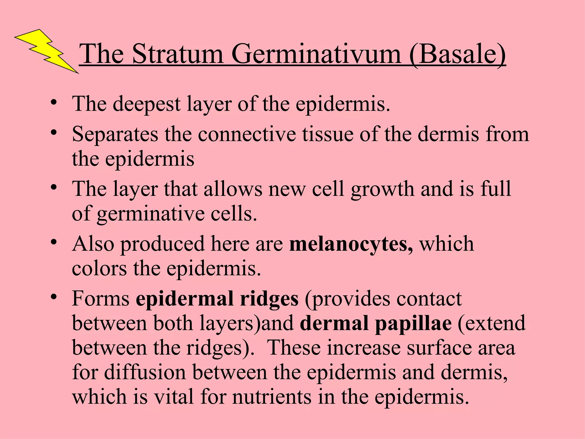 The Integumentary System Bethany, Susan | PPT