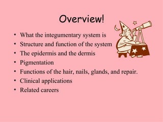 The Integumentary System Bethany, Susan | PPT