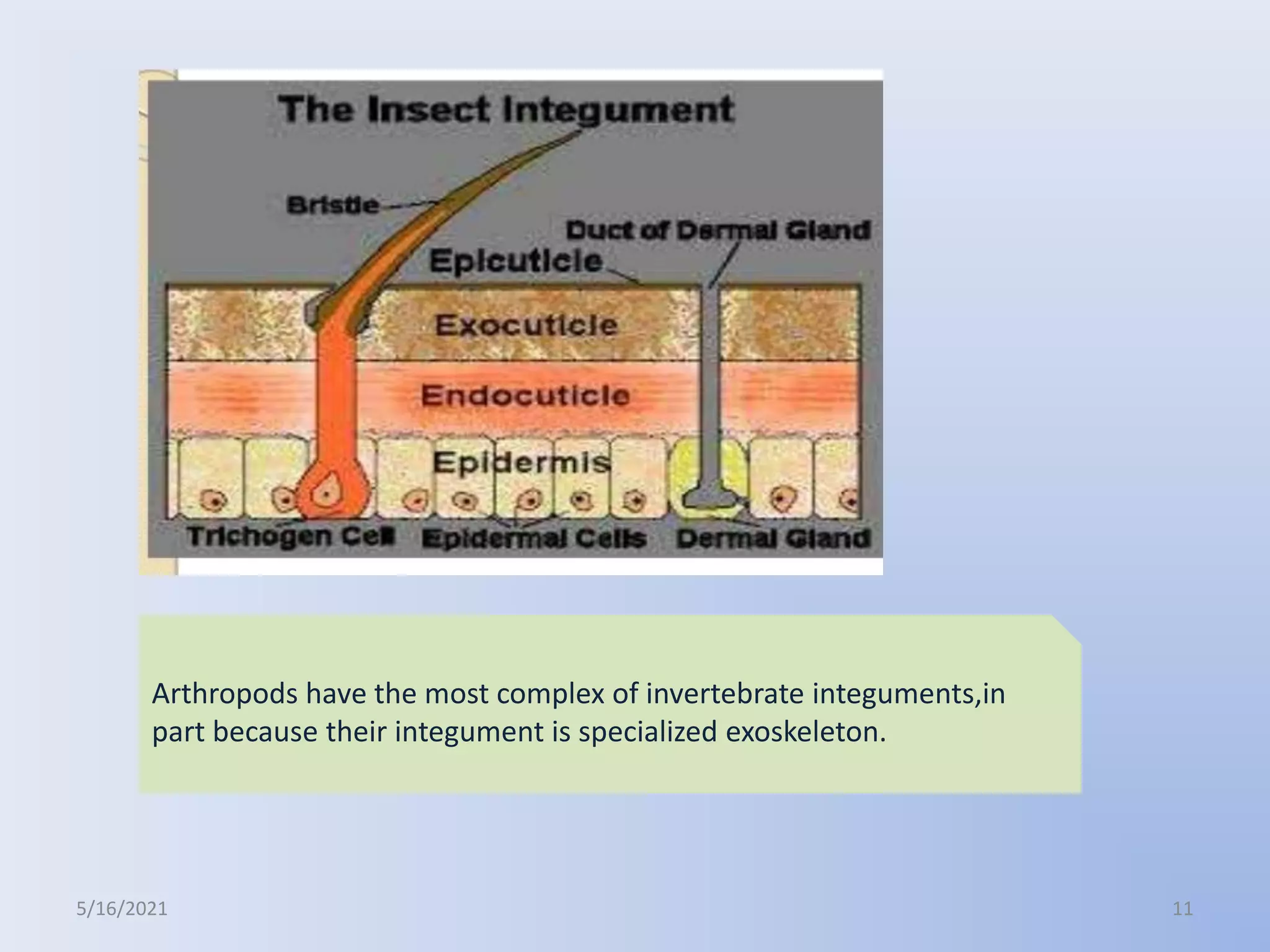 The integumentary system of invertebrates | PPTX