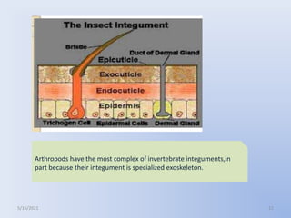 The integumentary system of invertebrates | PPTX