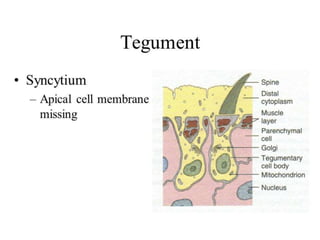 The integumentary system of invertebrates | PPTX