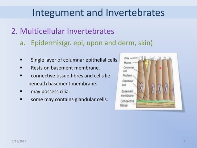 The integumentary system of invertebrates | PPTX | Skin and Dermatology ...
