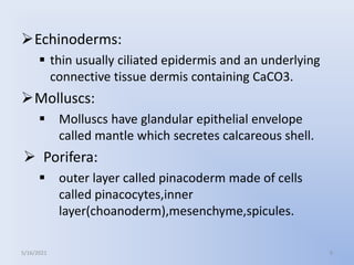 The integumentary system of invertebrates | PPTX