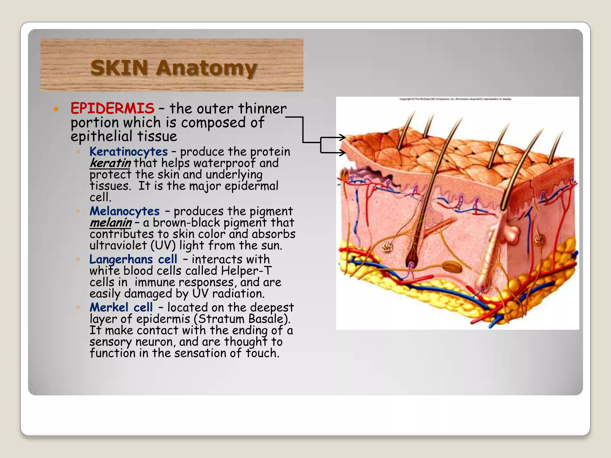 The integumentary system (slide show) | PPSX