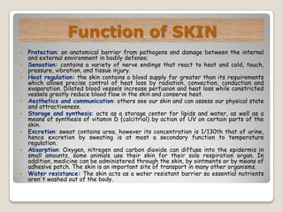 The integumentary system (slide show) | PPSX | Skin and Dermatology ...