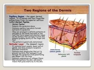 The integumentary system (slide show) | PPT