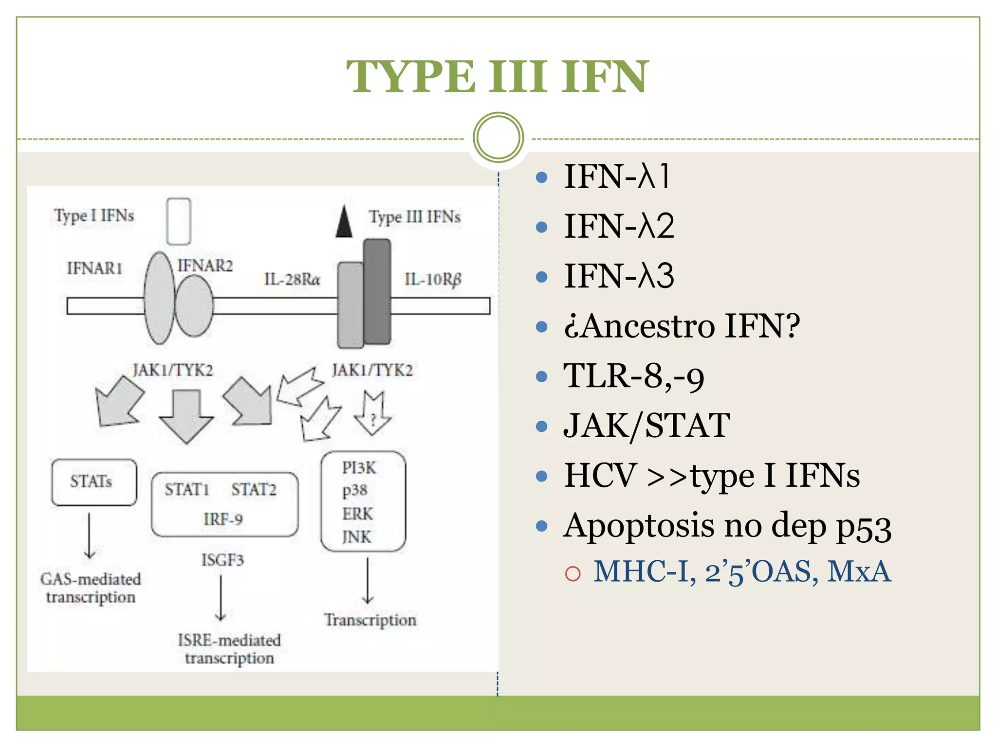 The interferons and their receptors – distribution and | PPTX | Lung and Respiratory Health ...