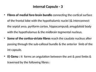 The Internal Capsule afjfkflflh - 1.pptx