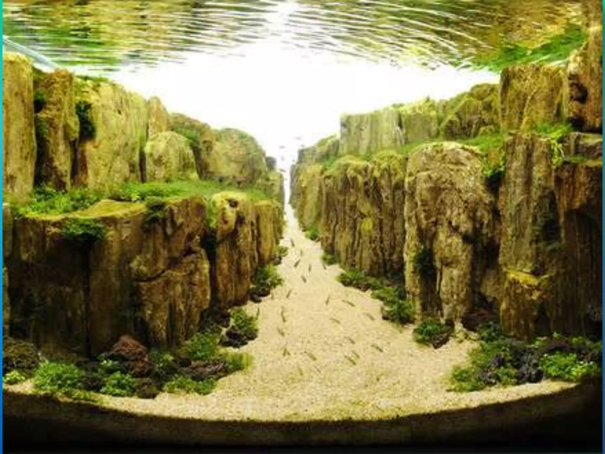 The international aquatic plants layout contest | PPT | Free Download