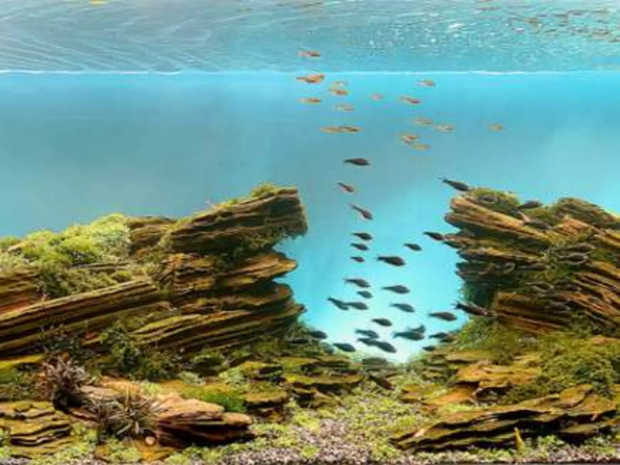 The international aquatic plants layout contest | PPT