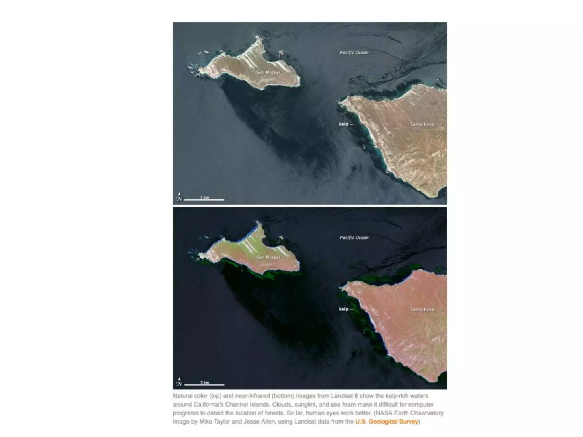 The Intertidal and Kelp Forests - Pacific Coast | PPT