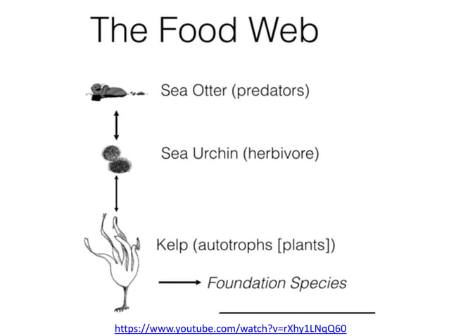 The Intertidal and Kelp Forests - Pacific Coast | PPT