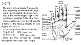 THE Intrinsic muscle OF THE HAND Prof.Ugo 02-10-23.pptx