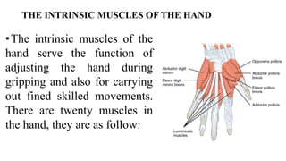 THE Intrinsic muscle OF THE HAND Prof.Ugo 02-10-23.pptx