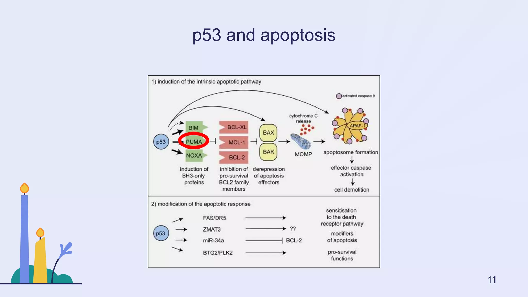 apoptosis : The intrinsic pathway | PPTX | Genetics | Science