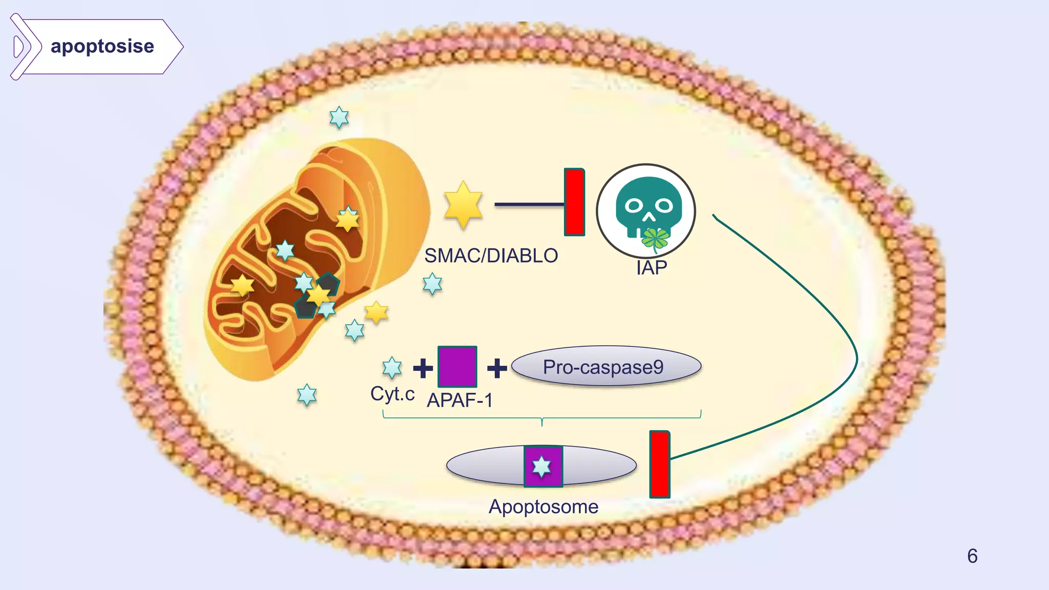 apoptosis : The intrinsic pathway | PPTX | Genetics | Science