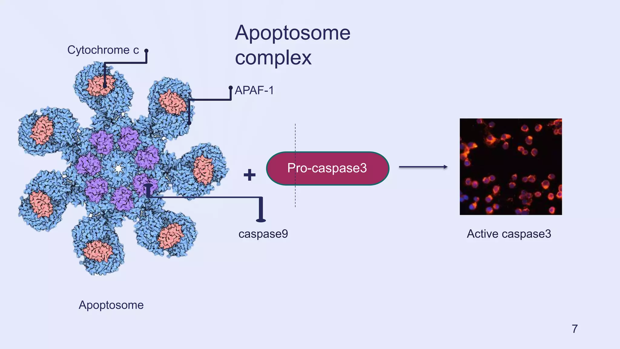 apoptosis : The intrinsic pathway | PPTX | Genetics | Science