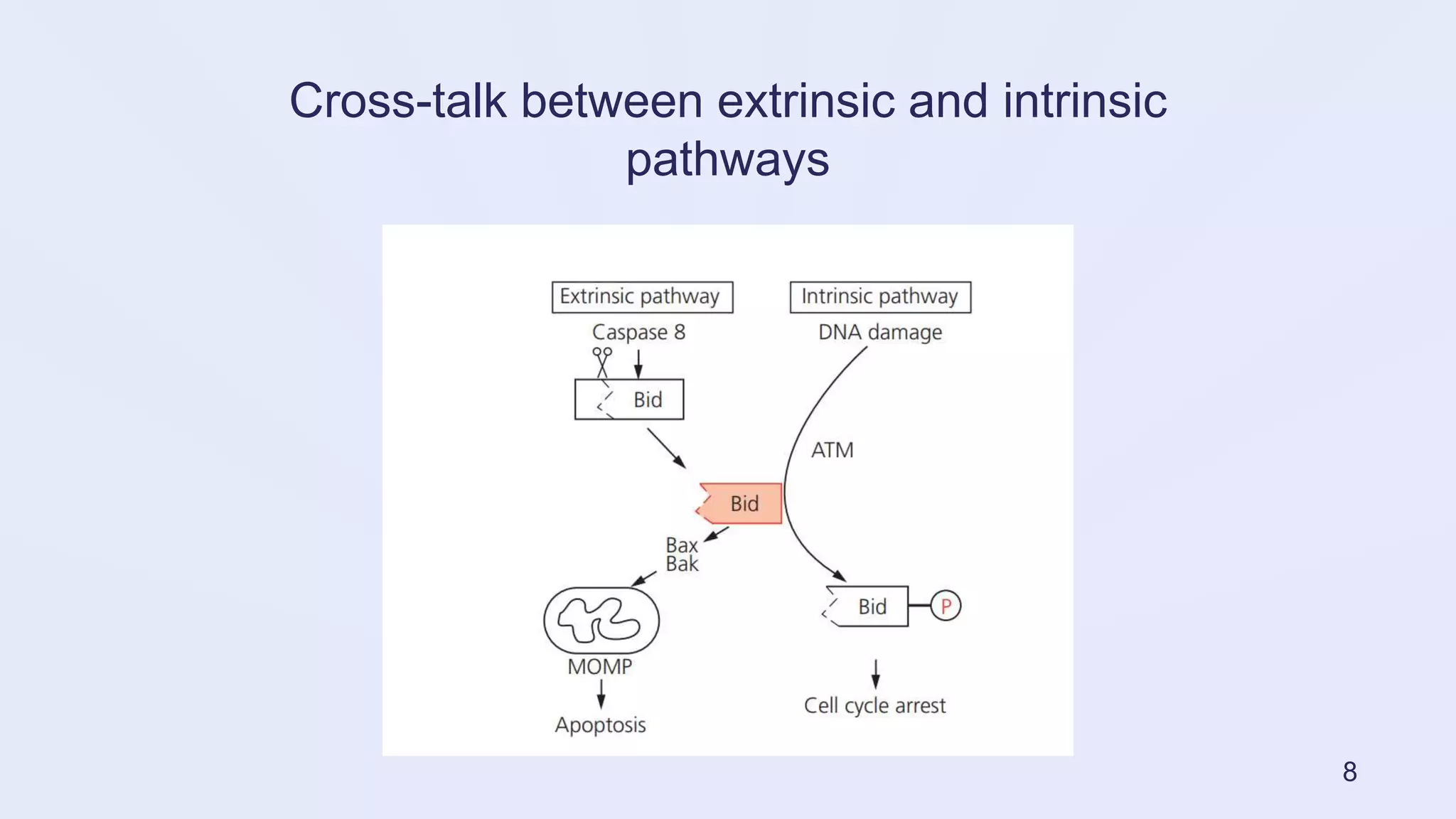 apoptosis : The intrinsic pathway | PPTX | Genetics | Science