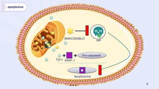apoptosis : The intrinsic pathway | PPTX | Genetics | Science