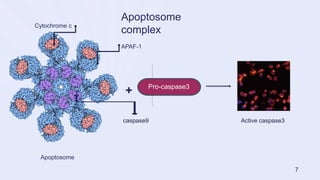 apoptosis : The intrinsic pathway | PPT