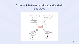 apoptosis : The intrinsic pathway | PPT