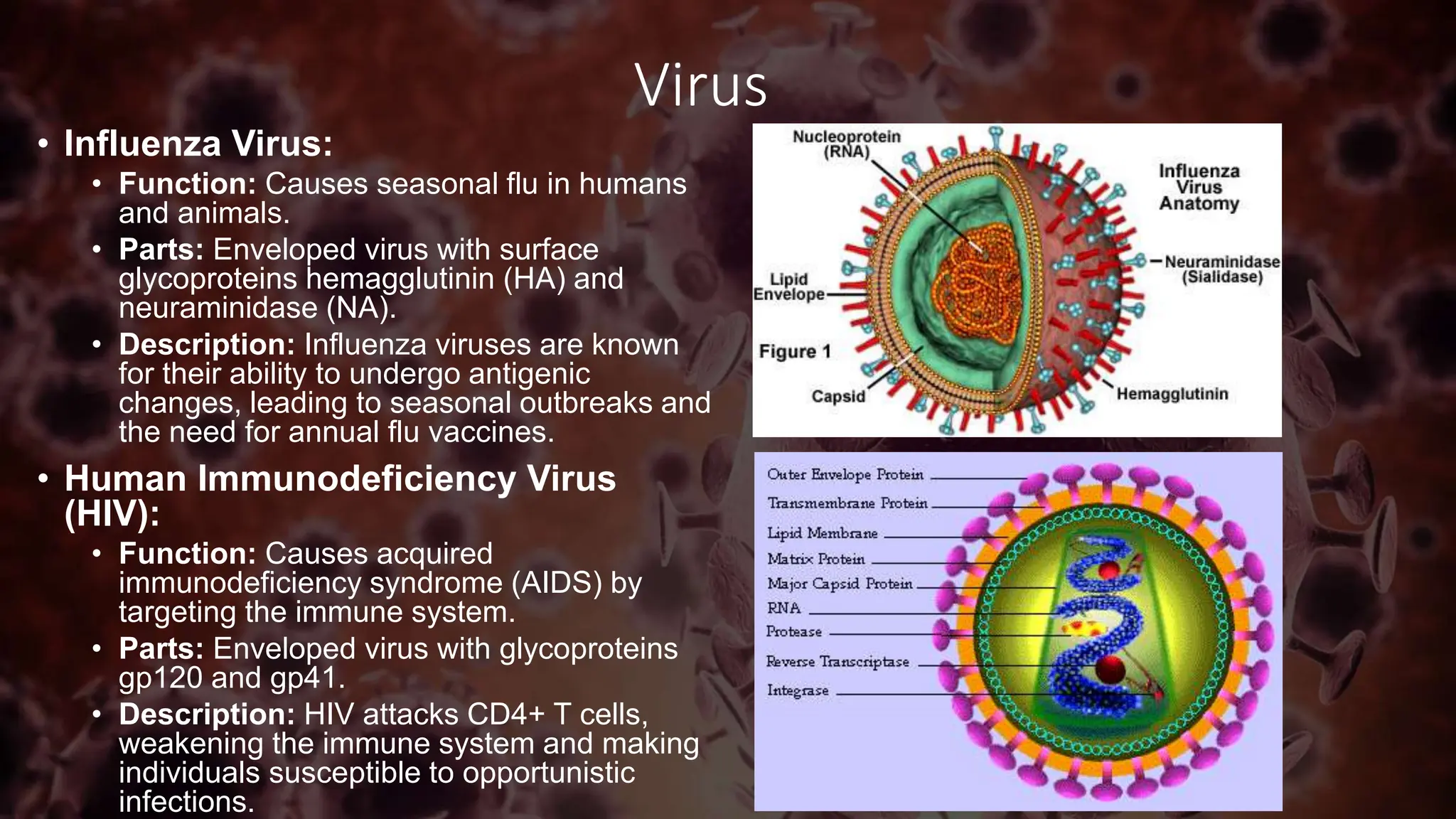 The Invaders in our body (Microbes).pptx