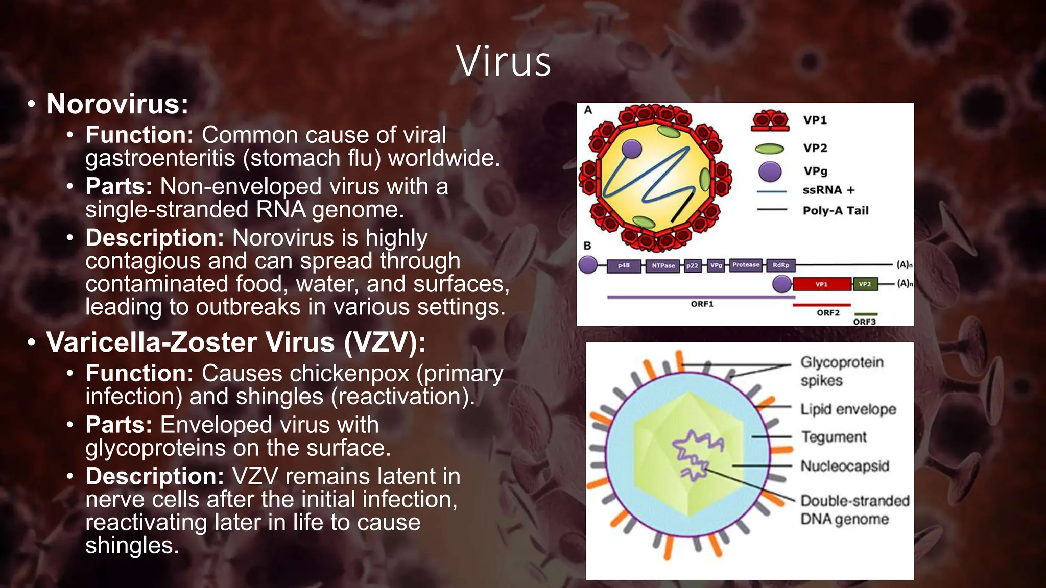 The Invaders in our body (Microbes).pptx